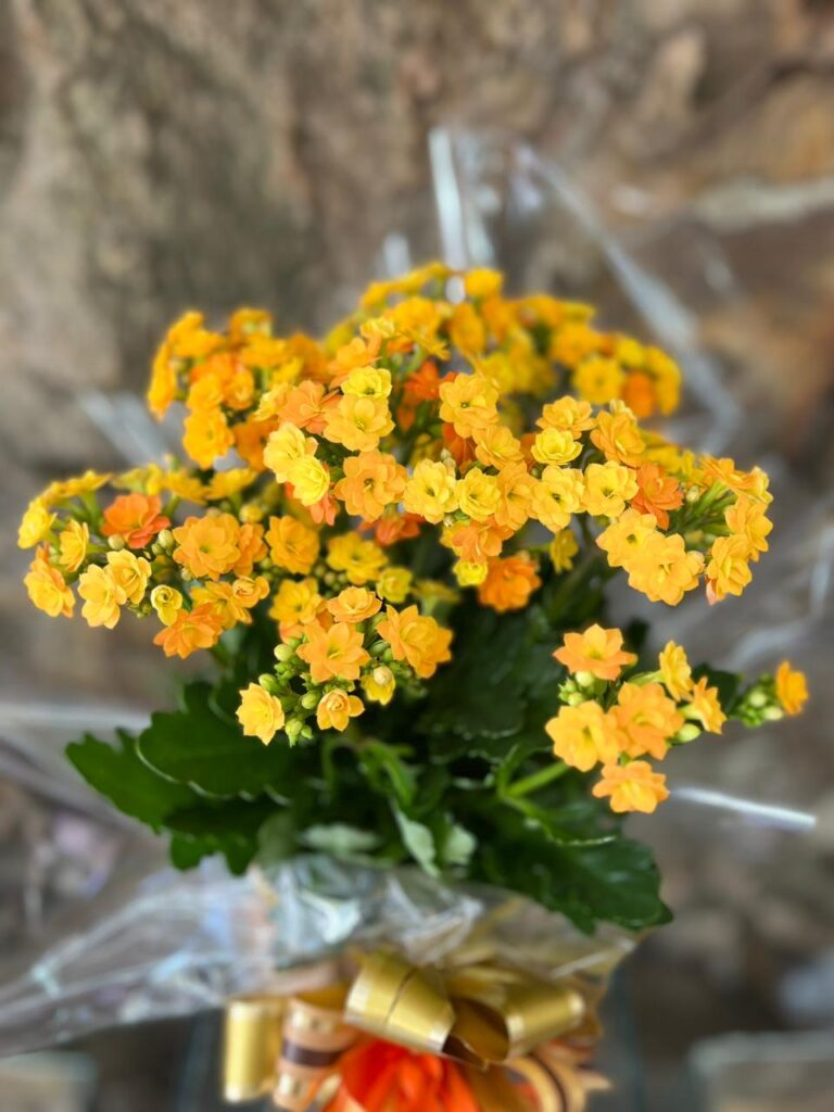 Vaso plantado de Calandiva - Internacional Flores