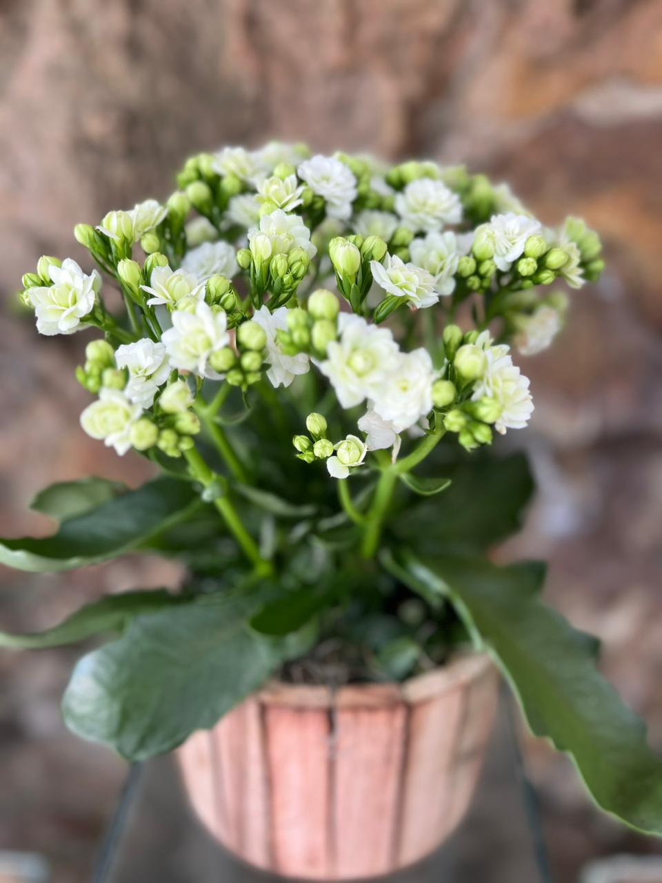 Vaso plantado de Calandiva - Internacional Flores