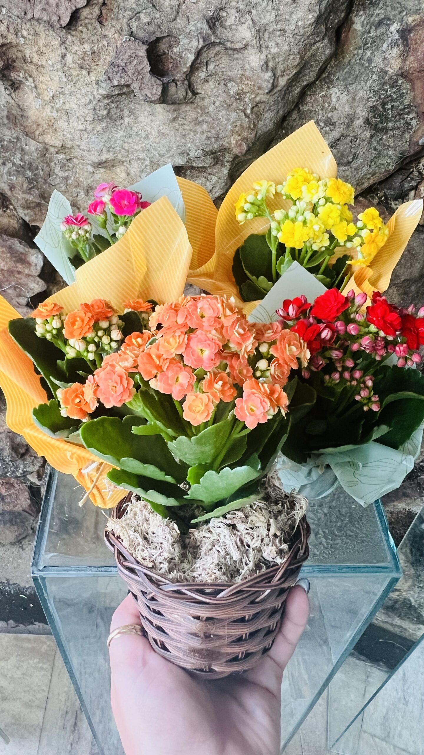 Vaso Plantado Mini Calandiva Pt6 - Internacional Flores